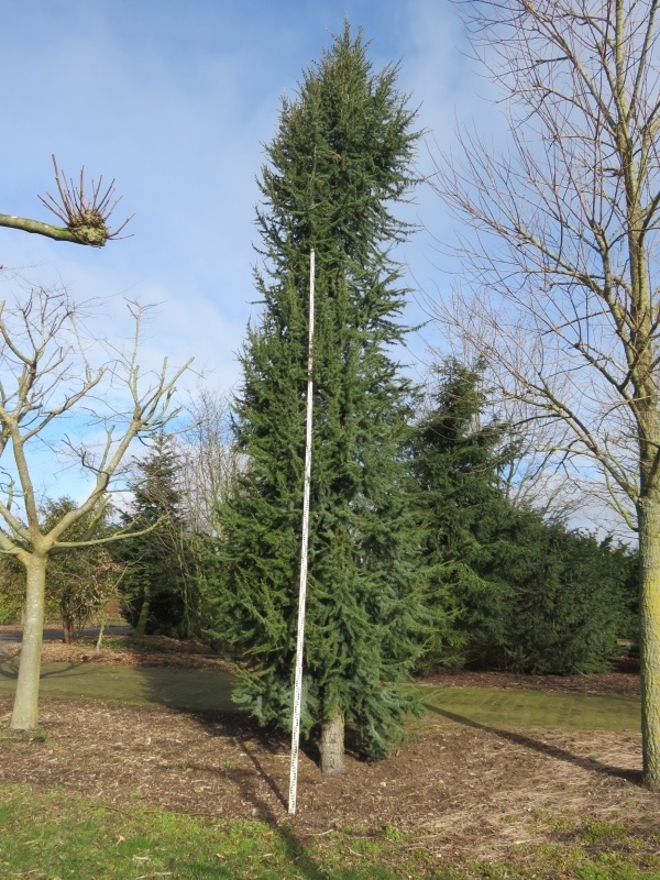 Libanonceder, Cedrus libani 'Fastigiata' kopen
